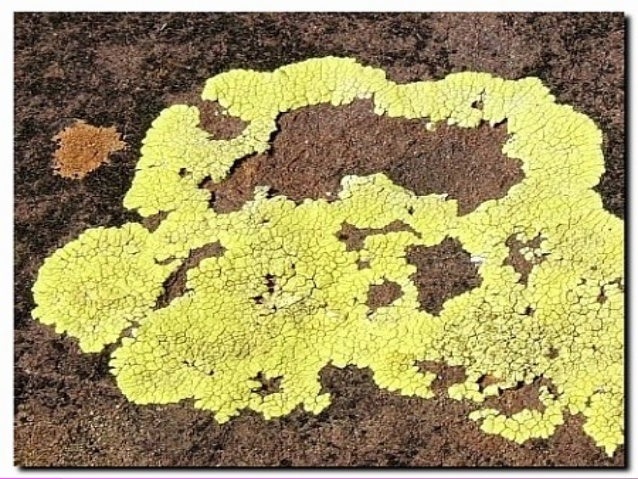 Nutritia heterotrofa