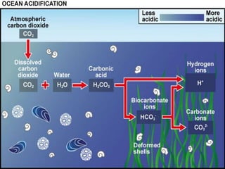 Ocean Acidification | PPTX