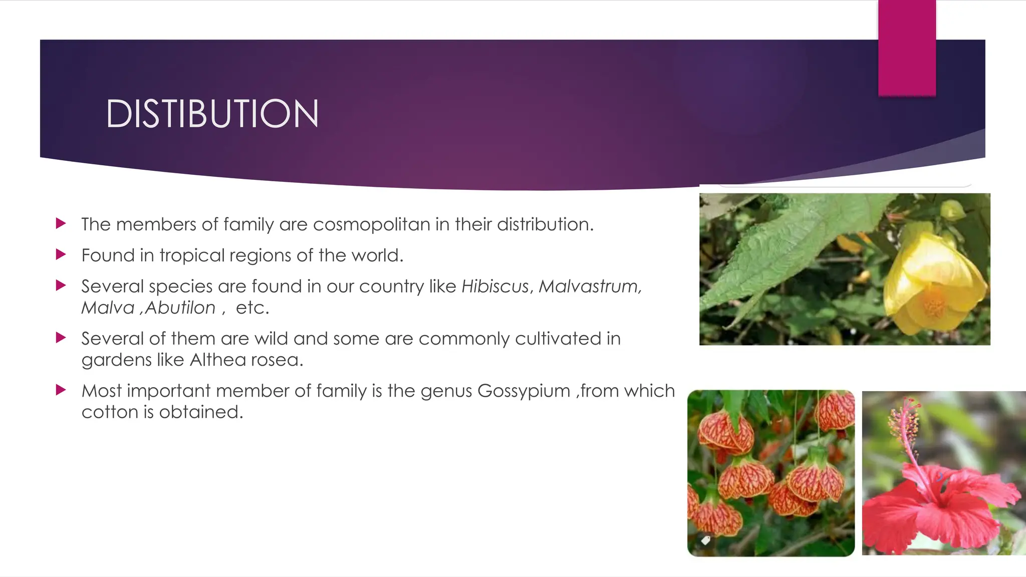 Family Malvaceae in Plants Systemeatics. | PPT