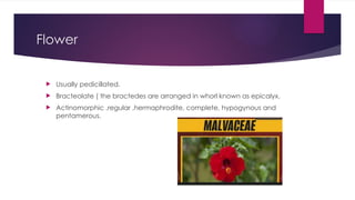Family Malvaceae in Plants Systemeatics. | PPT