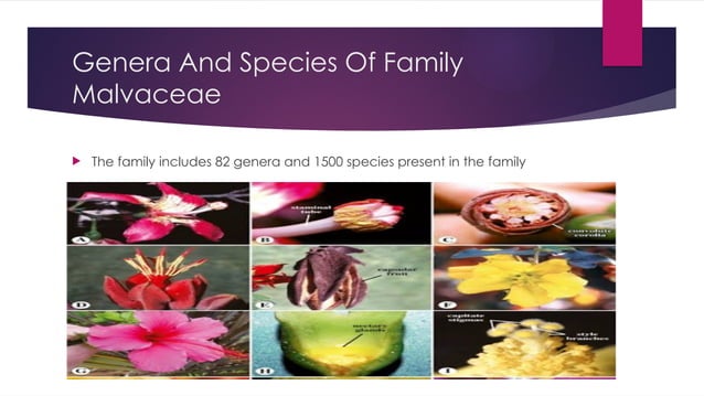 Family Malvaceae in Plants Systemeatics. | PPT