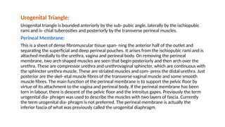 The pelvic floor is composed of the structures below the pelvic ...