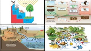 Our environment Class - 7 | PPTX
