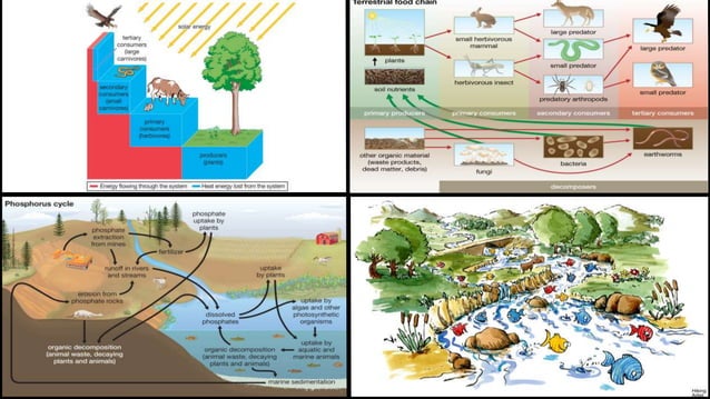 Our environment Class - 7 | PPTX