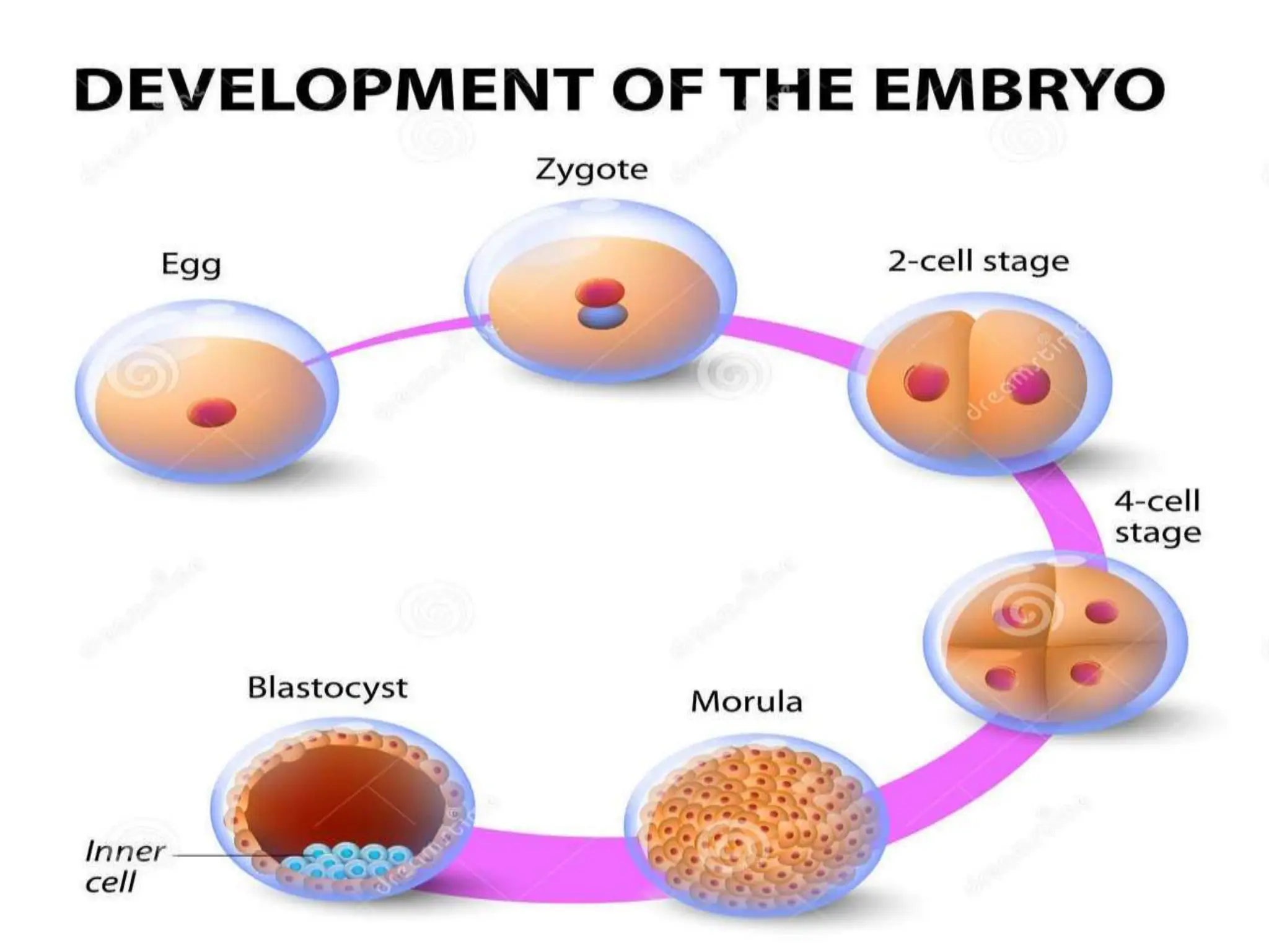 PPT on Embryological and fetal development | PPTX