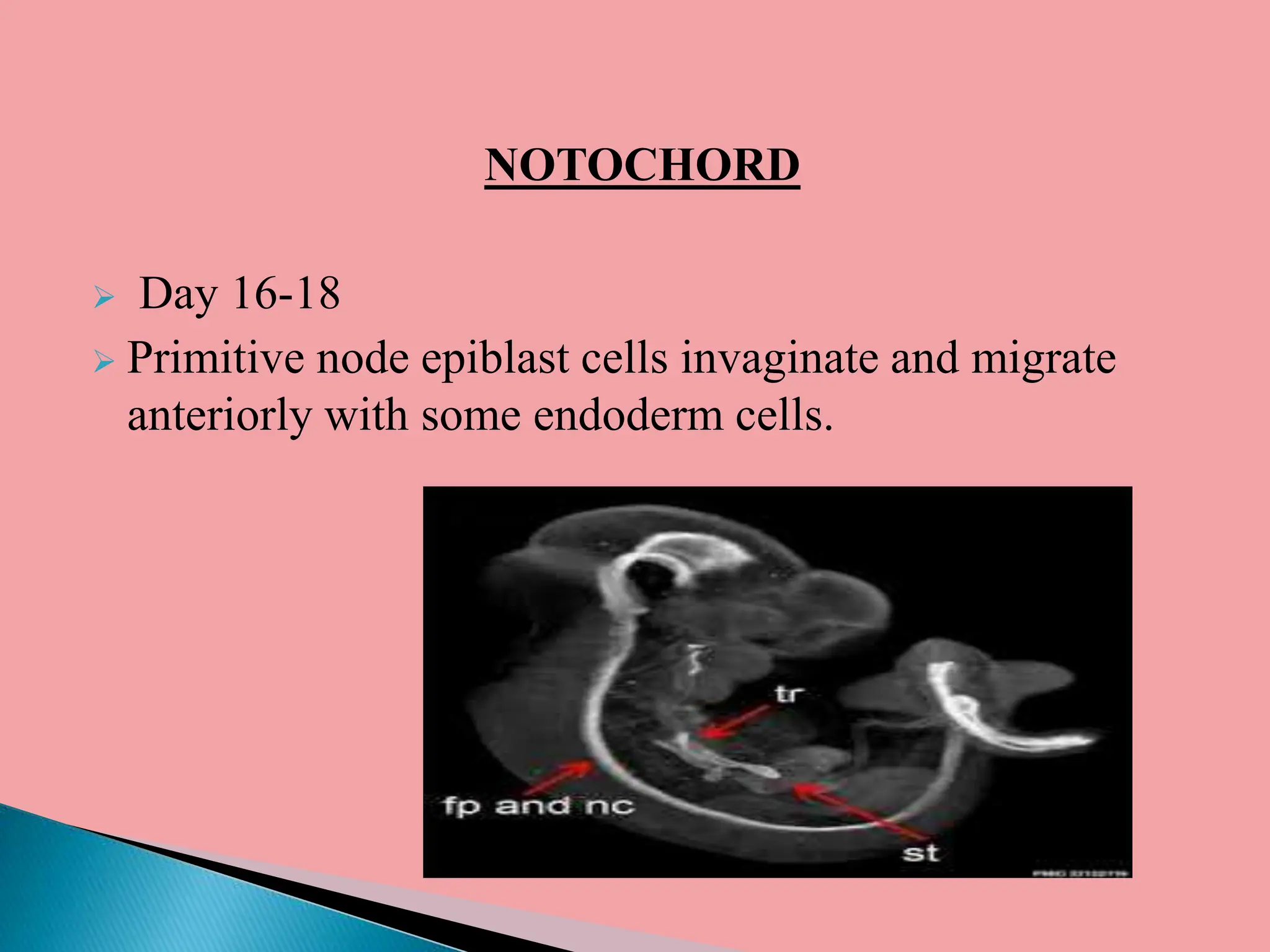 PPT on Embryological and fetal development | PPTX