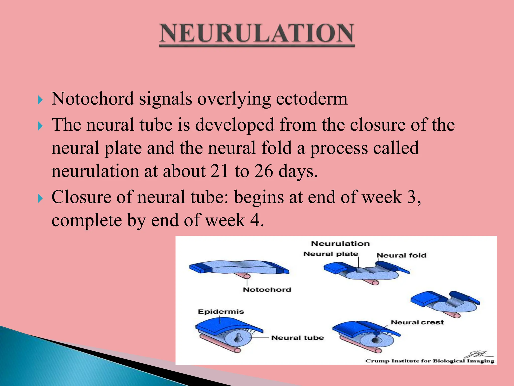 PPT on Embryological and fetal development | PPTX