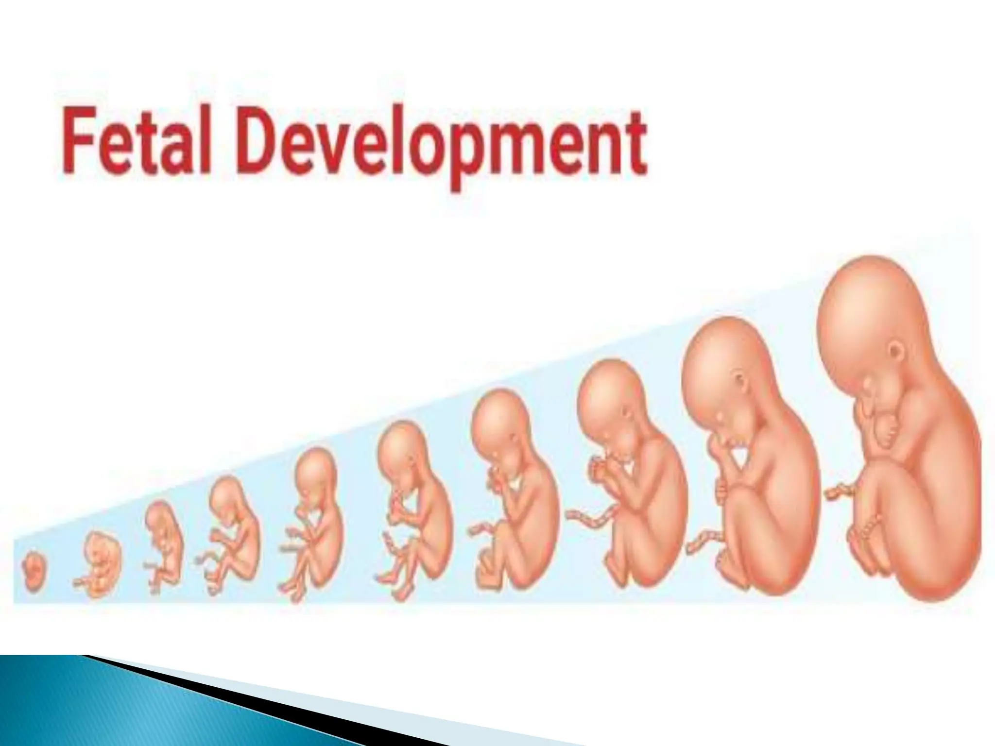 PPT on Embryological and fetal development | PPTX