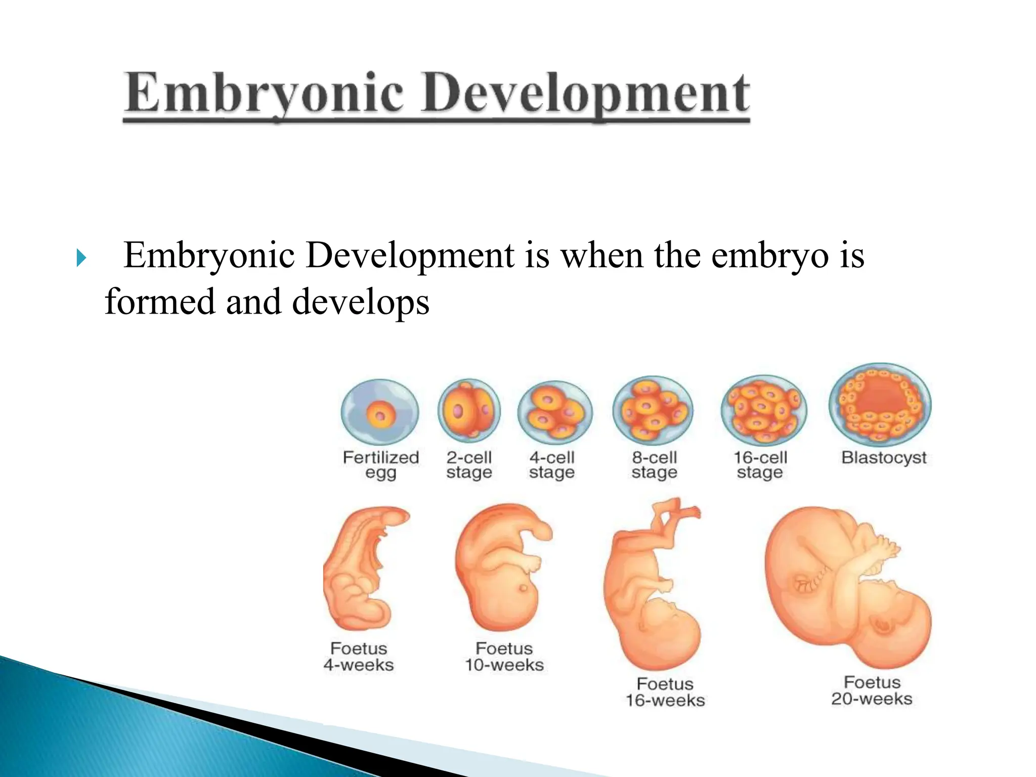 PPT on Embryological and fetal development | PPTX