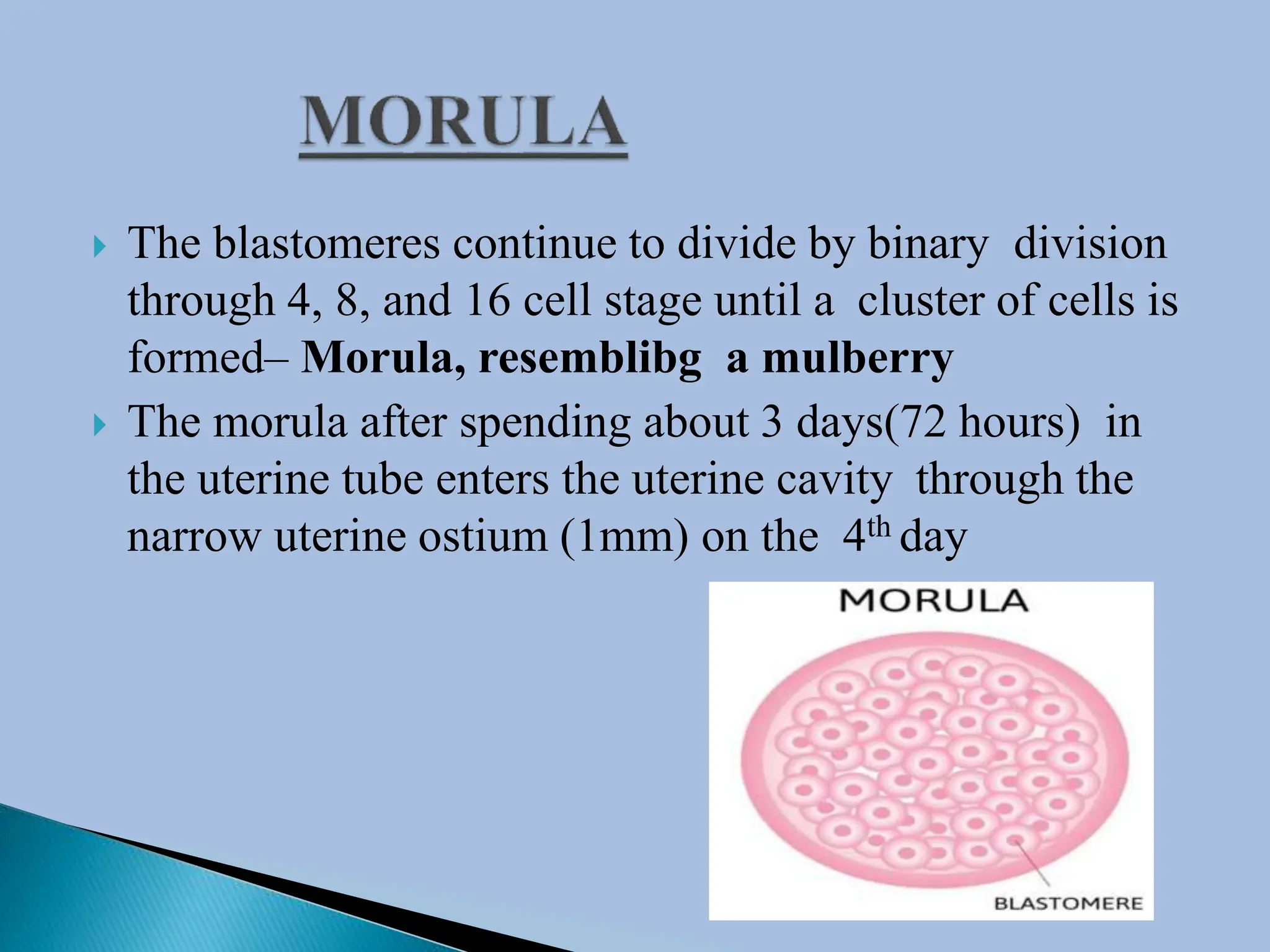 PPT on Embryological and fetal development | PPTX