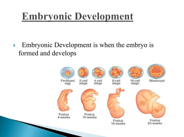 PPT on Embryological and fetal development | PPTX