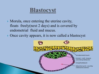 PPT on Embryological and fetal development | PPTX