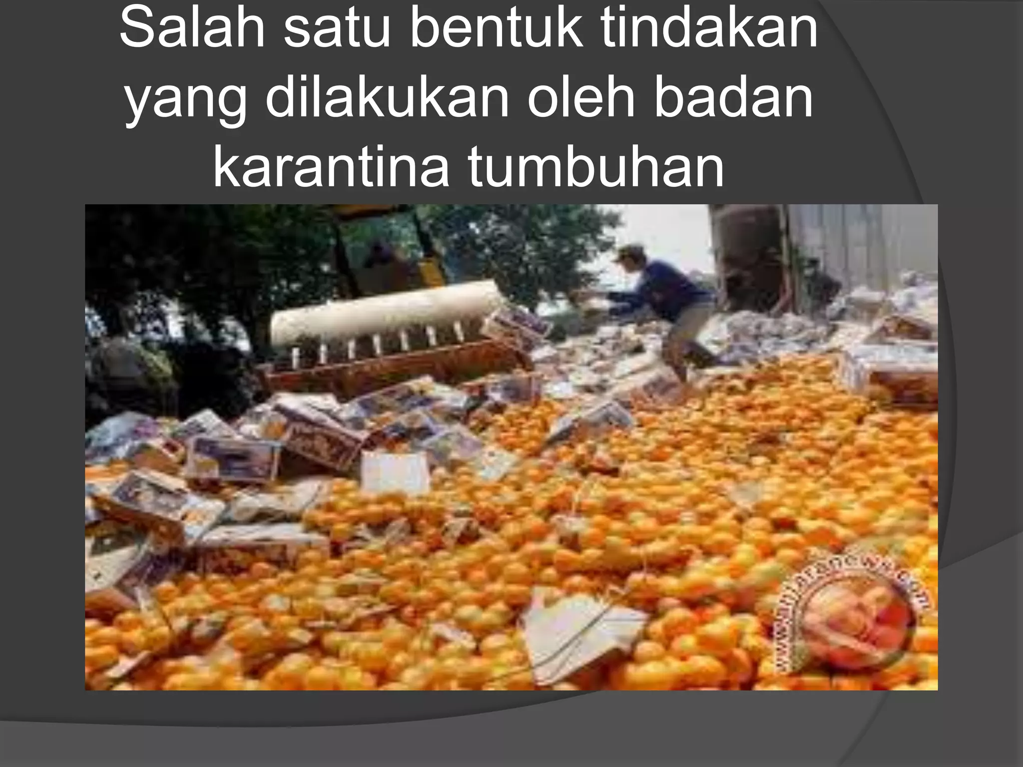 Presentation1 pht karantina tumbuhan | PPTX