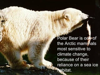 Endangered animals of the poles. | PPS