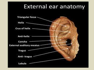 Presentation1, radiological imaging of ear microcia. | PPTX