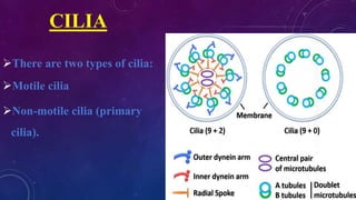 Presentation1 [Recovered].pbl .saleemphysiology.pptx