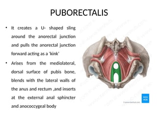Presentation1 ruby mam.pptxxxxxxxxxxxxxxxx | PPTX