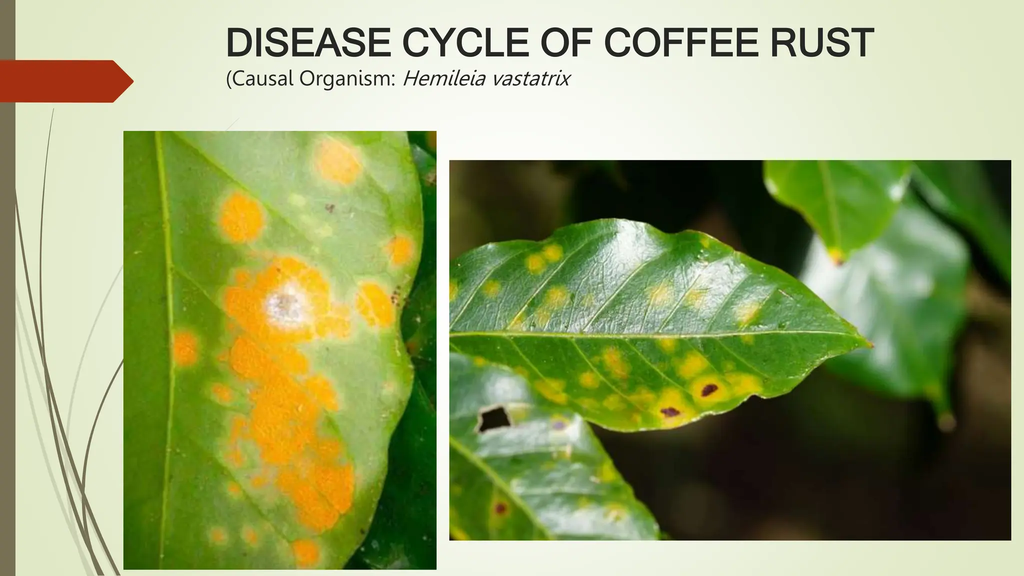 disease cycle of coffee rust presentation | PPTX