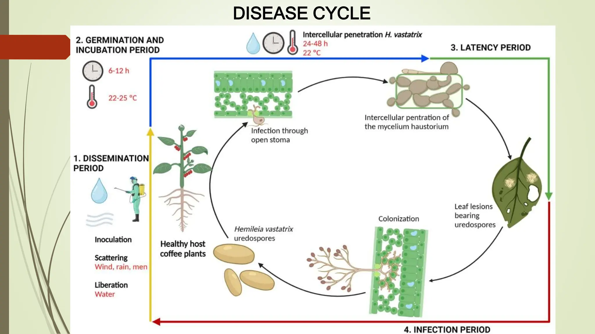 disease cycle of coffee rust presentation | PPTX