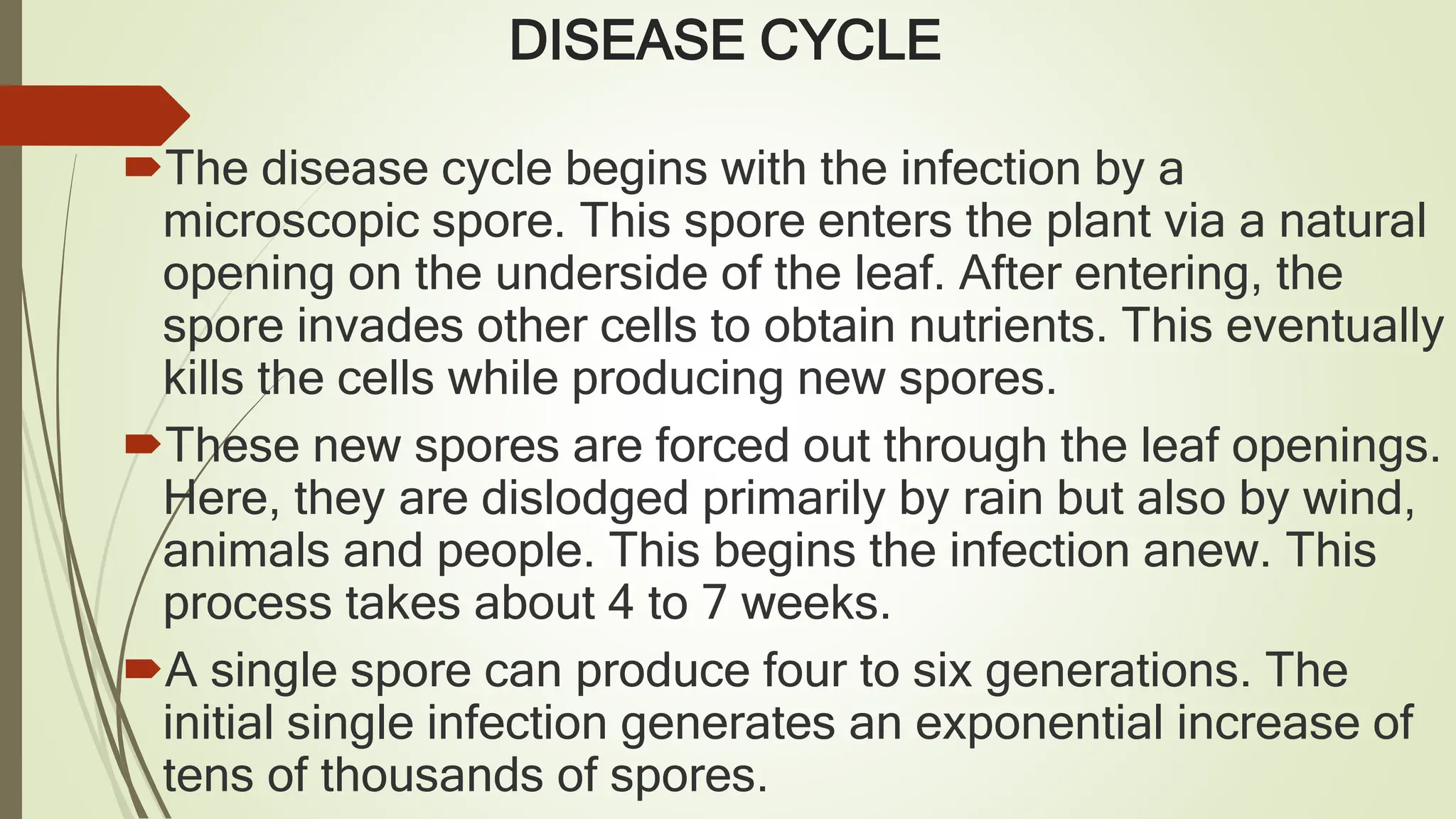 disease cycle of coffee rust presentation | PPTX
