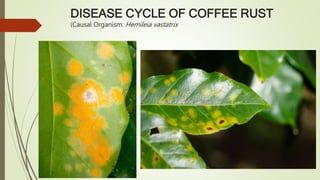 disease cycle of coffee rust presentation | PPTX