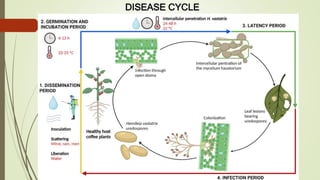disease cycle of coffee rust presentation | PPTX