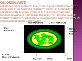 Presentation1 science | PPT