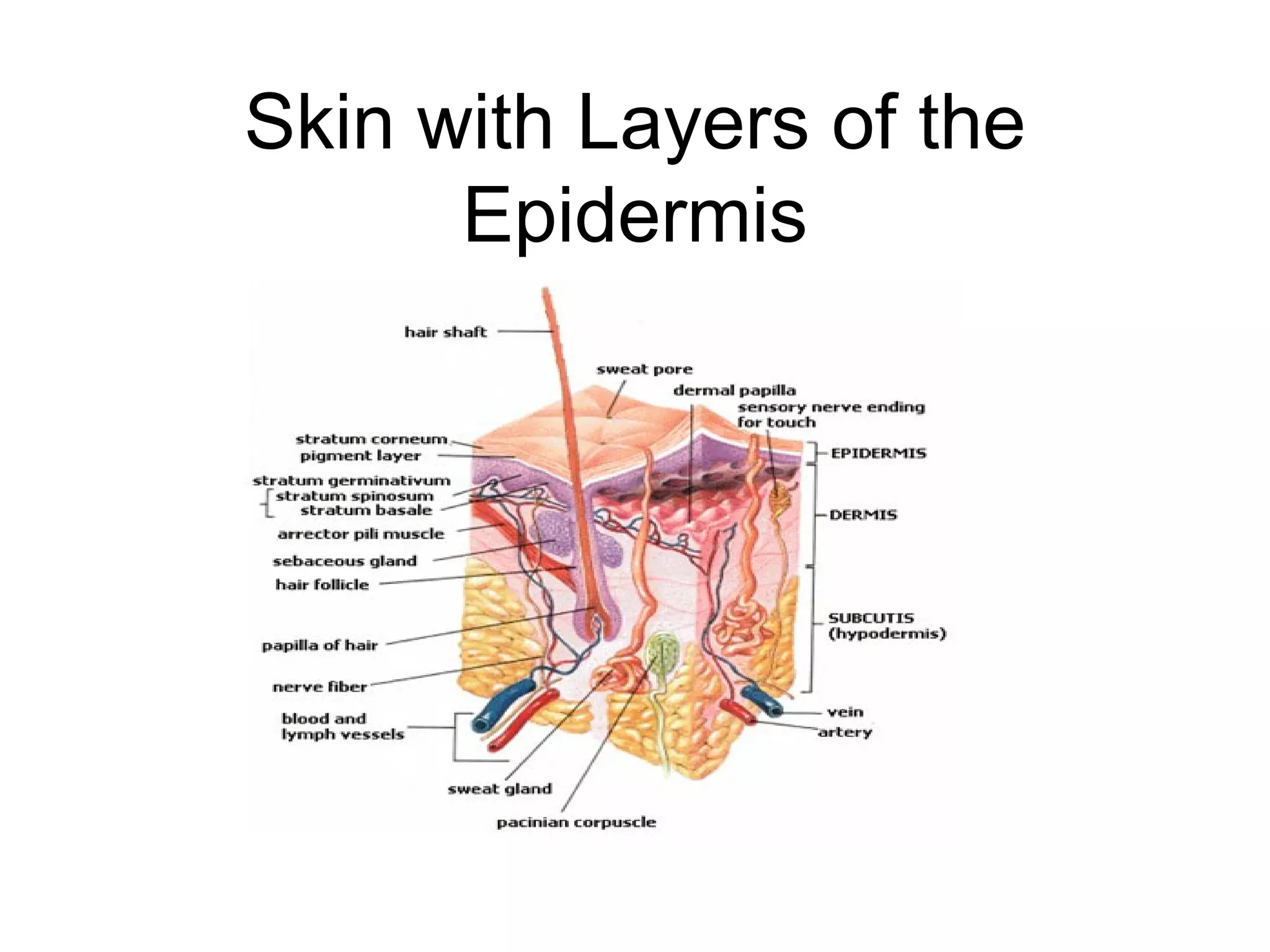 Presentation1 Skin | PPT | Skin and Dermatology | Diseases and Conditions