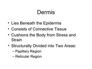 Presentation1 Skin | PPT | Skin and Dermatology | Diseases and Conditions