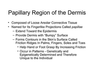 Presentation1 Skin | PPT | Skin and Dermatology | Diseases and Conditions