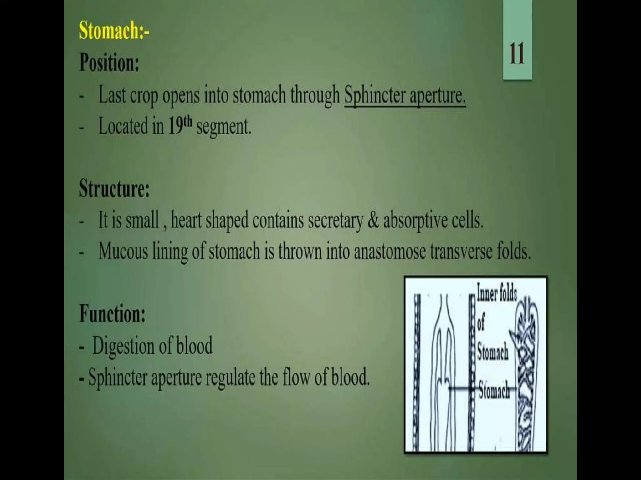 Digestive System of Leech .pptx