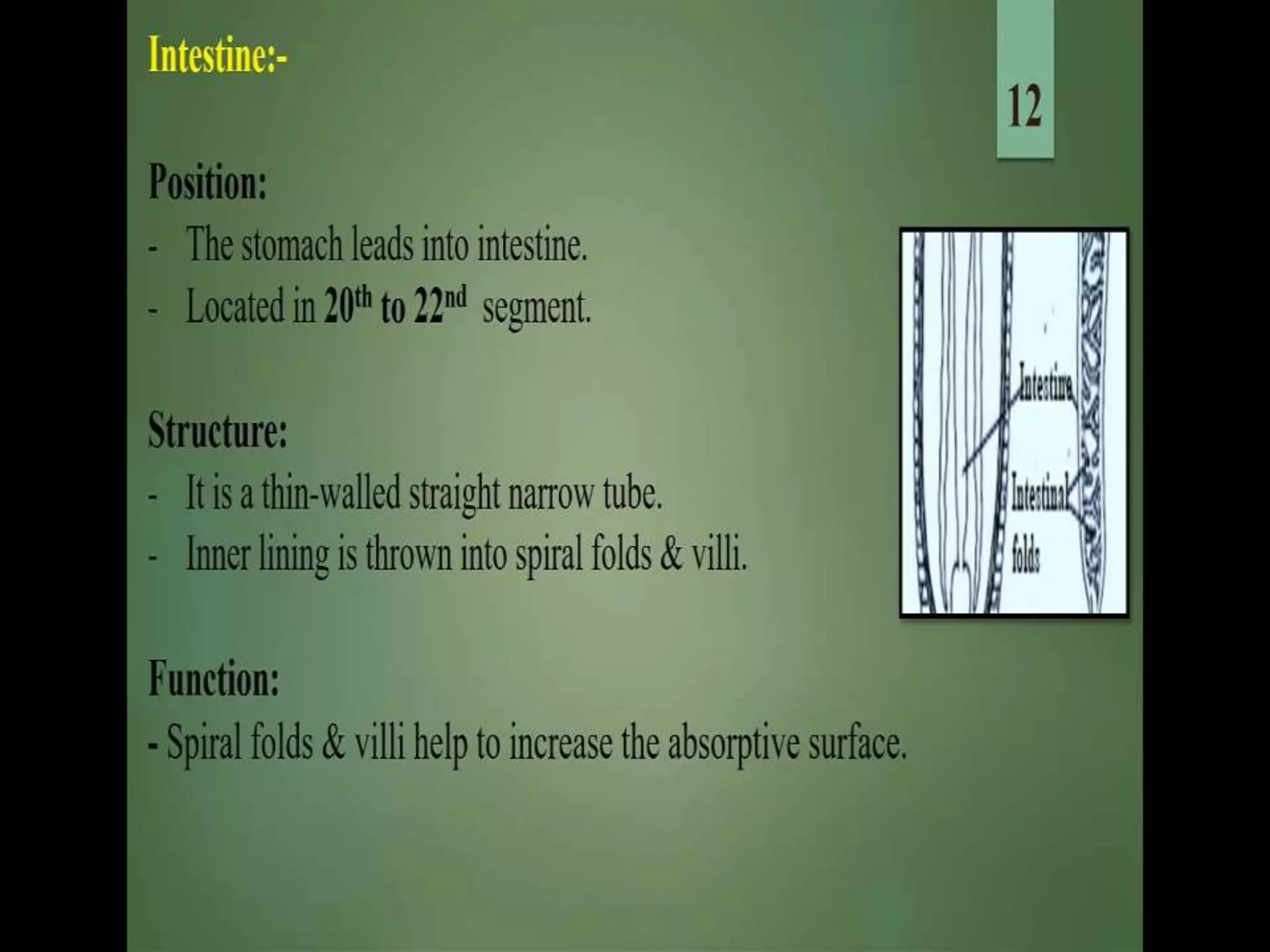 Digestive System of Leech .pptx
