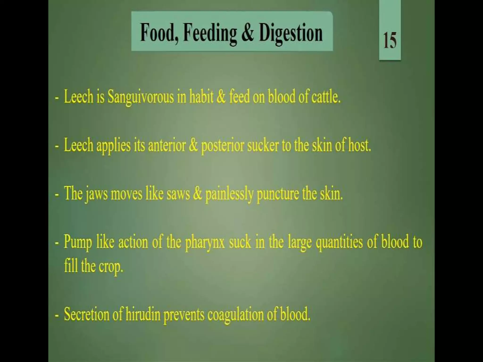 Digestive System of Leech .pptx