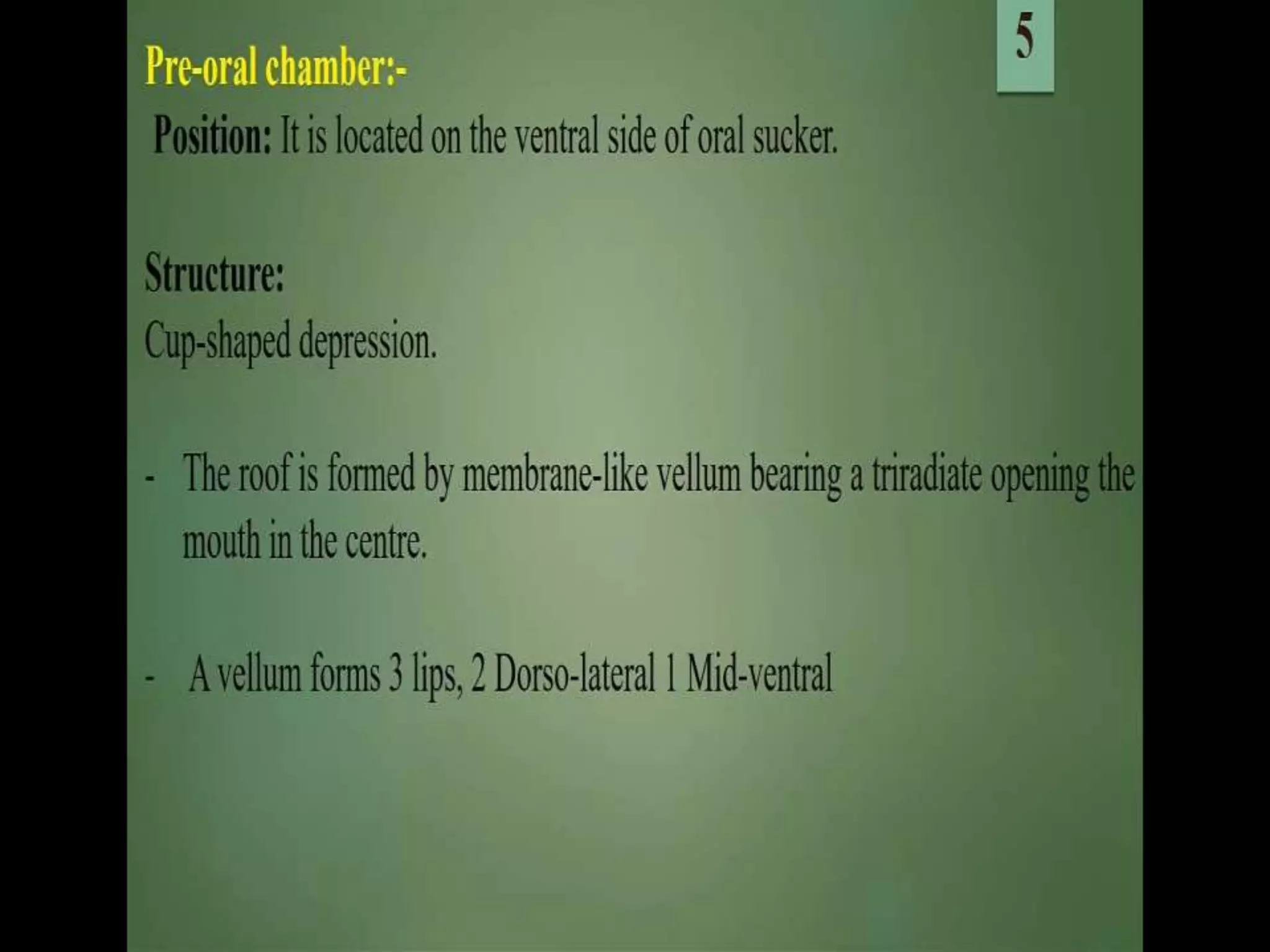 Digestive System of Leech .pptx