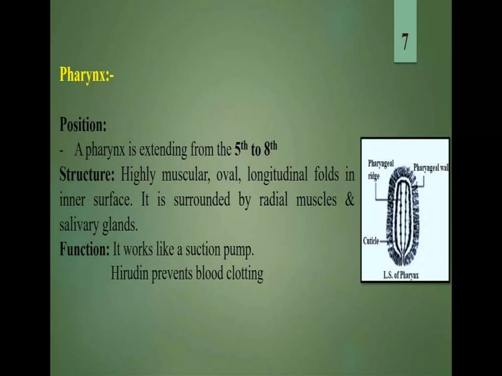 Digestive System of Leech .pptx