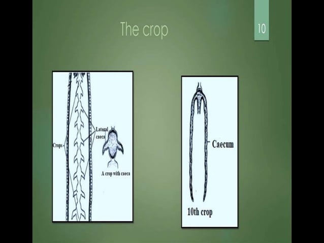 Digestive System of Leech .pptx