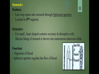 Digestive System of Leech .pptx