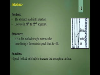 Digestive System of Leech .pptx