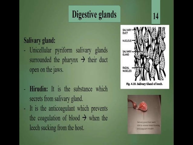 Digestive System of Leech .pptx