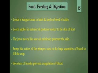 Digestive System of Leech .pptx