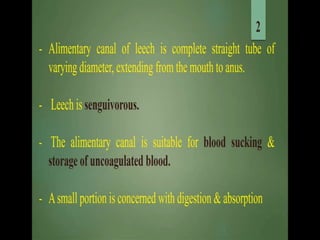 Digestive System of Leech .pptx