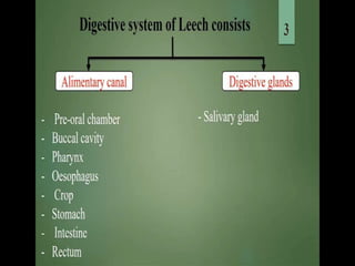 Digestive System of Leech .pptx