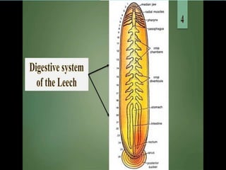 Digestive System of Leech .pptx