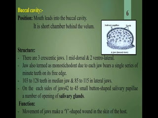 Digestive System of Leech .pptx