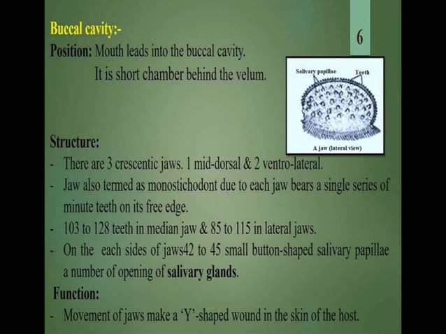 Digestive System of Leech .pptx