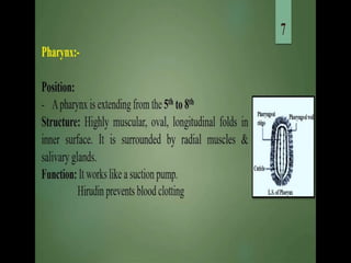 Digestive System of Leech .pptx