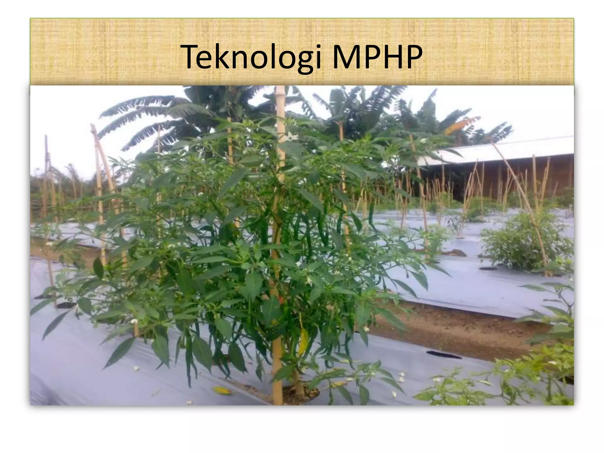 Presentation1 teknologi cabe | PPT