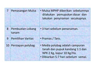 Presentation1 teknologi cabe | PPT