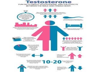 What does testosterone do? | PDF