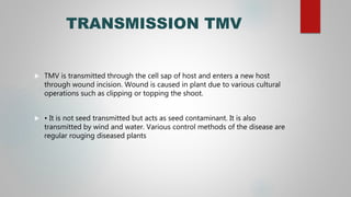 Presentation1 tobacco musaic.pptx